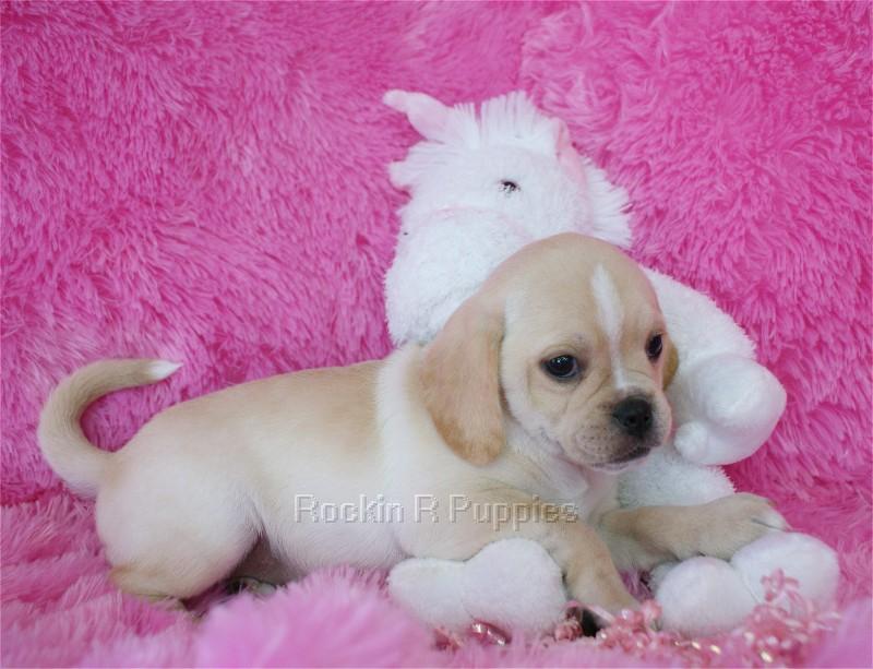 Buttercream Puggle: Rockin R Puppies