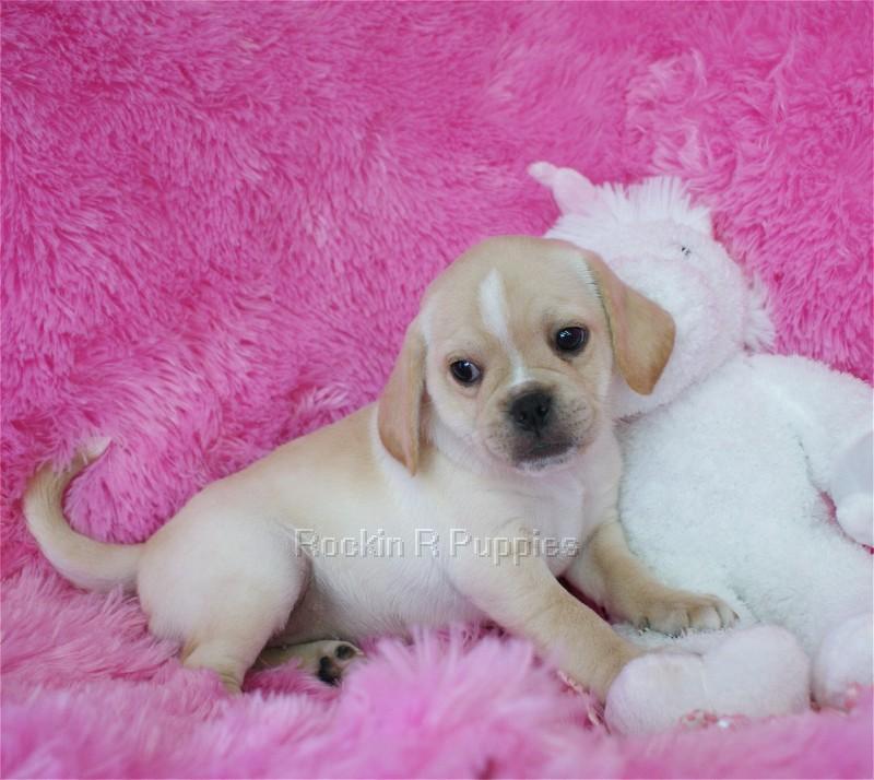 Buttercream Puggle: Rockin R Puppies