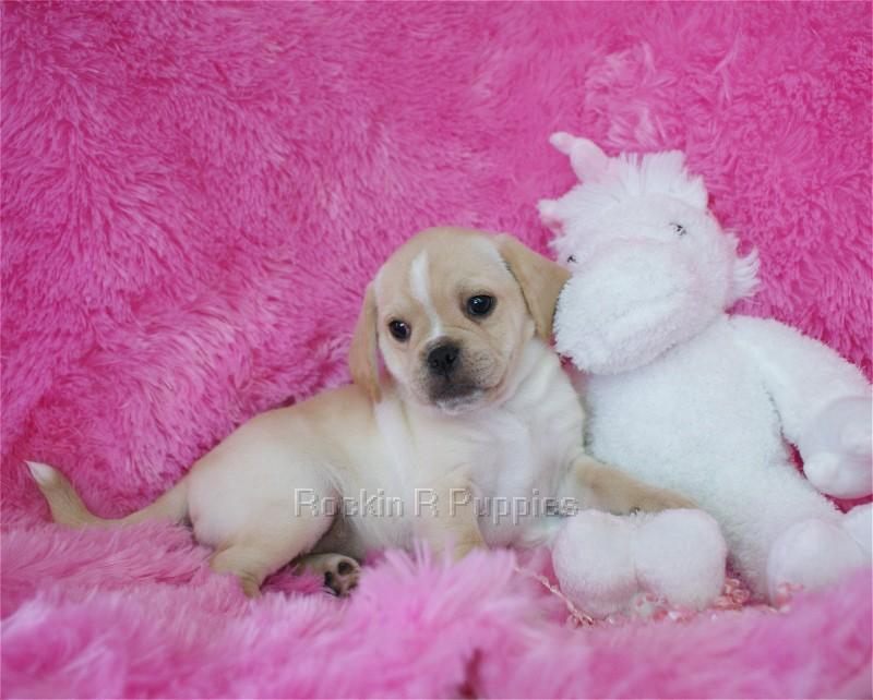 Buttercream Puggle: Rockin R Puppies