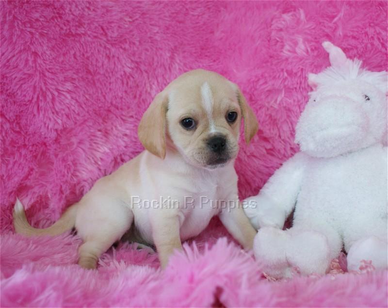 Buttercream Puggle: Rockin R Puppies