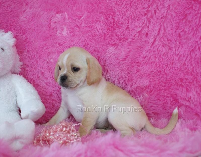 Buttercream Puggle: Rockin R Puppies
