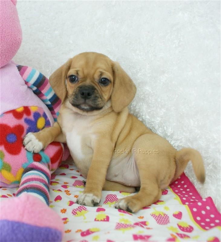 Cami Puggle: Rockin R Puppies