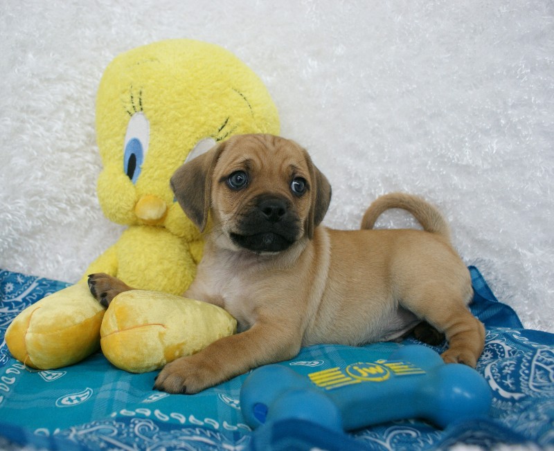 Captain Puggle: Rockin R Puppies
