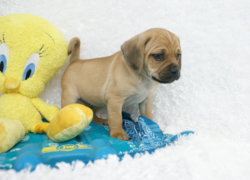 Captain Puggle: Rockin R Puppies