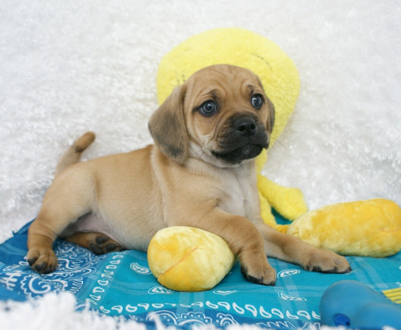 Captain Puggle: Rockin R Puppies
