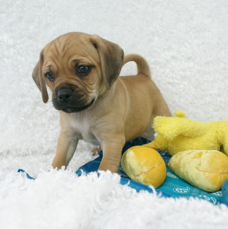 Captain Puggle: Rockin R Puppies