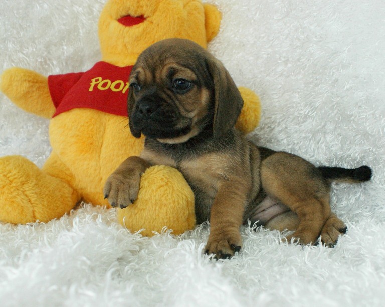 Chocolate Puggle: Rockin R Puppies