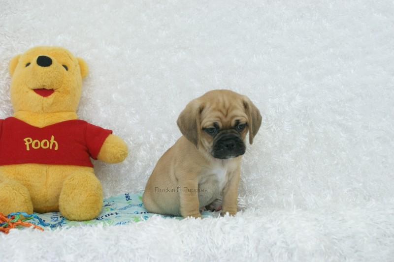 Colby Puggle: Rockin R Puppies