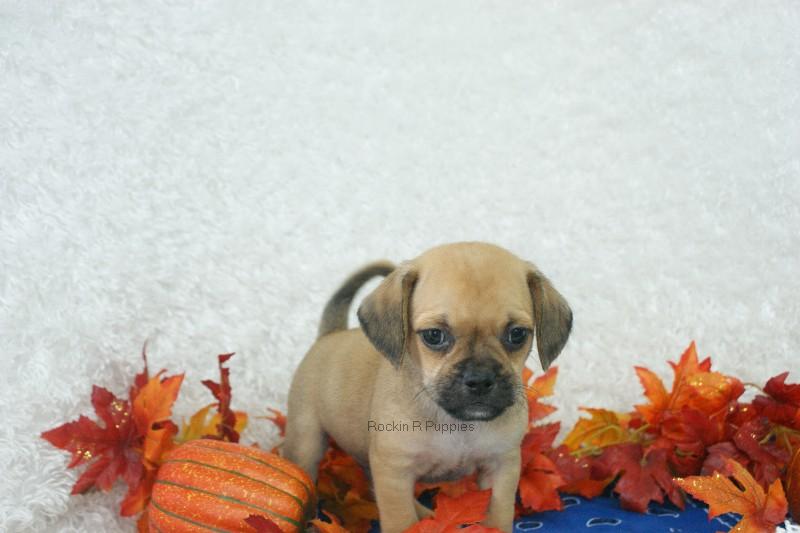 Cork Puggle: Rockin R Puppies