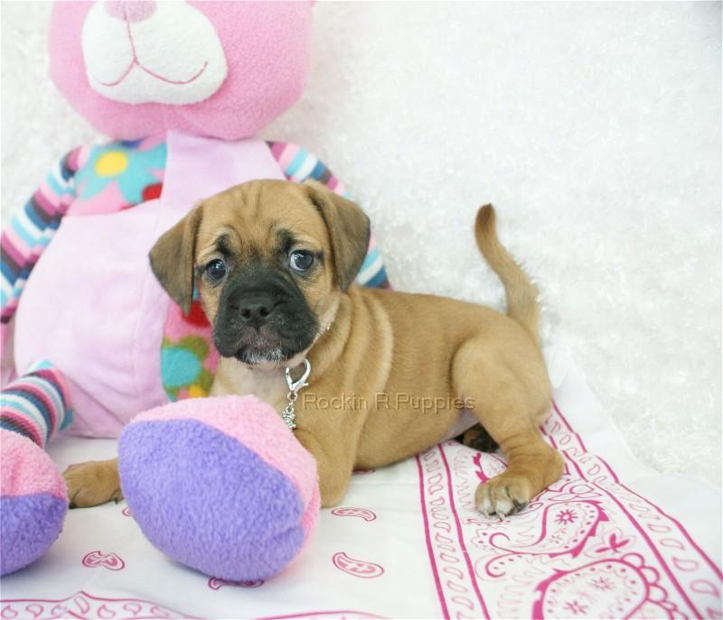 Doll Puggle: Rockin R Puppies