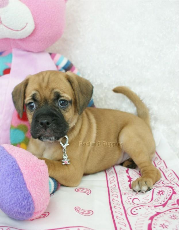 Doll Puggle: Rockin R Puppies