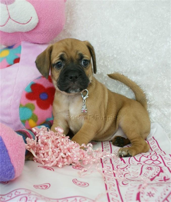 Doll Puggle: Rockin R Puppies