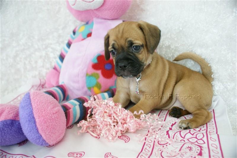 Doll Puggle: Rockin R Puppies