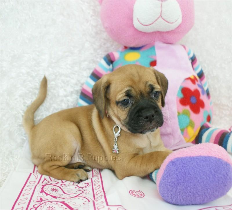 Doll Puggle: Rockin R Puppies