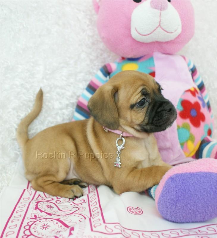 Doll Puggle: Rockin R Puppies