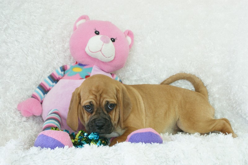 Doodle Puggle: Rockin R Puppies