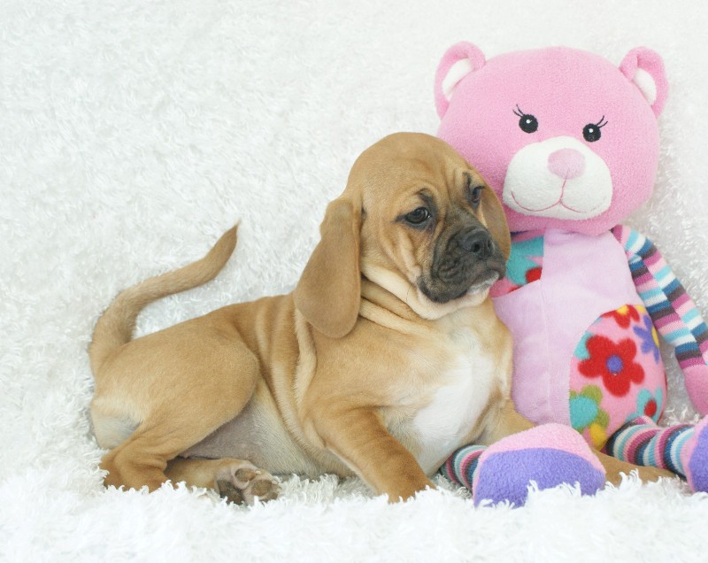 Doodle Puggle: Rockin R Puppies