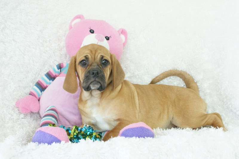 Doodle Puggle: Rockin R Puppies