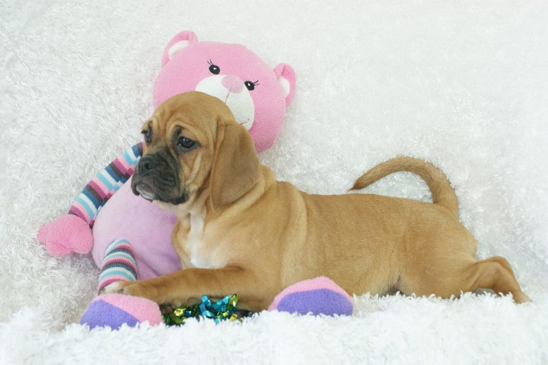 Doodle Puggle: Rockin R Puppies