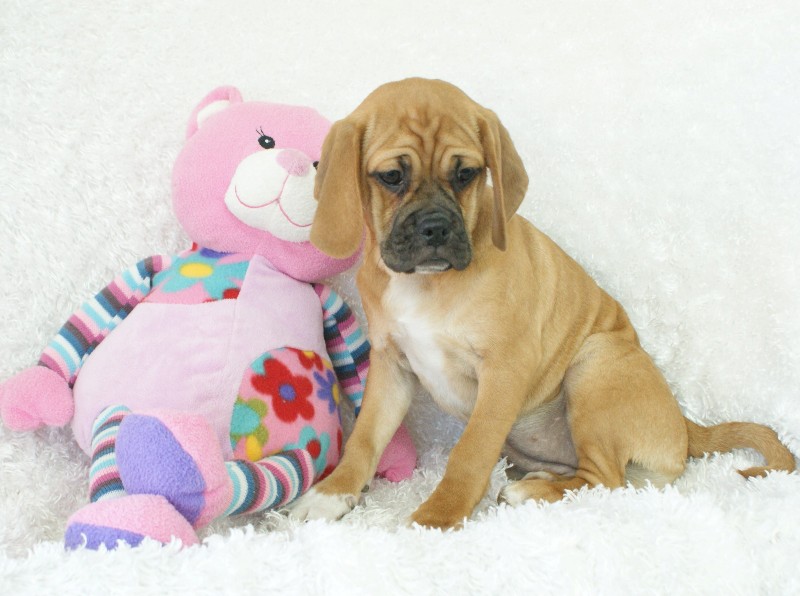 Doodle Puggle: Rockin R Puppies