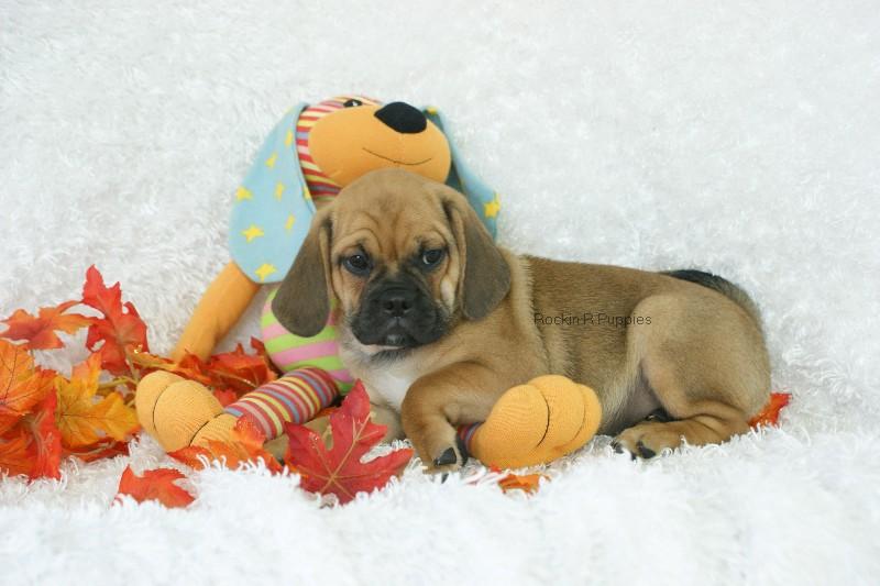 Dudley Puggle: Rockin R Puppies