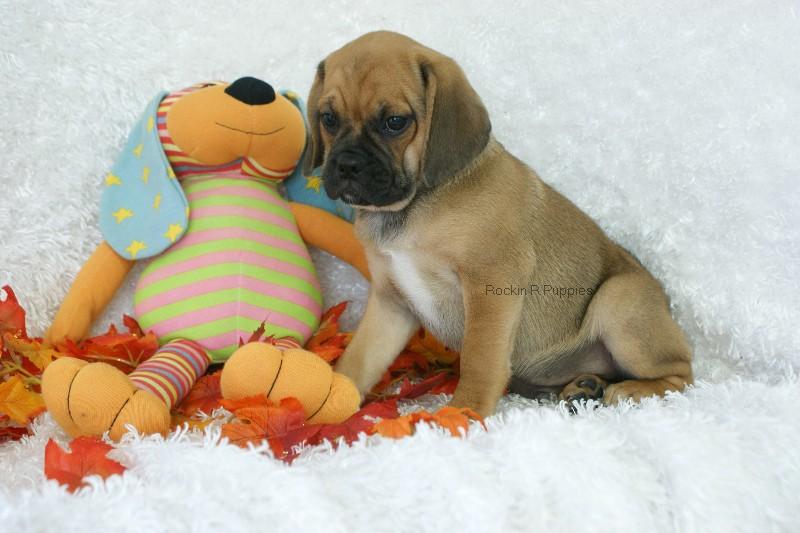 Dudley Puggle: Rockin R Puppies