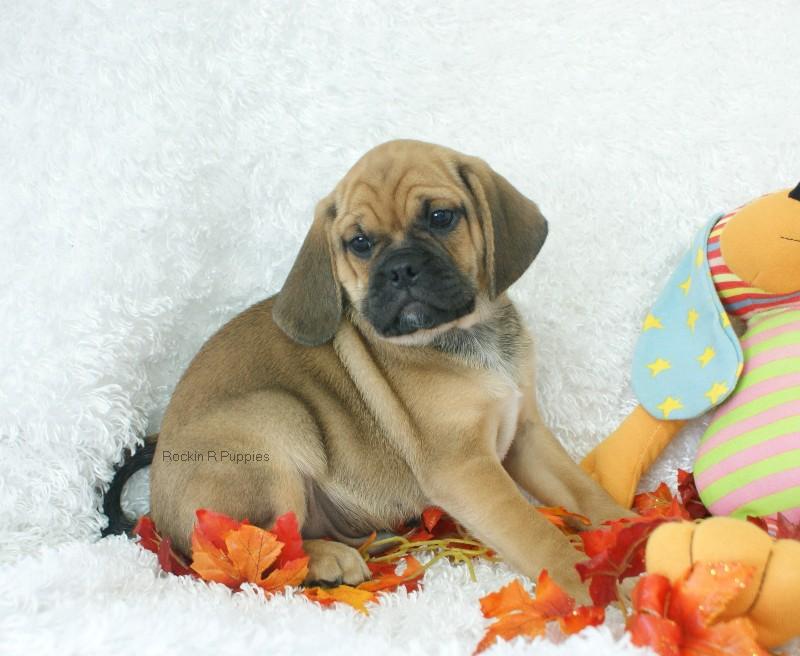 Dudley Puggle: Rockin R Puppies