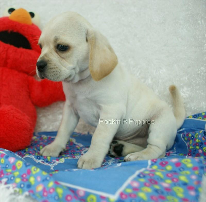 Dylan Puggle: Rockin R Puppies