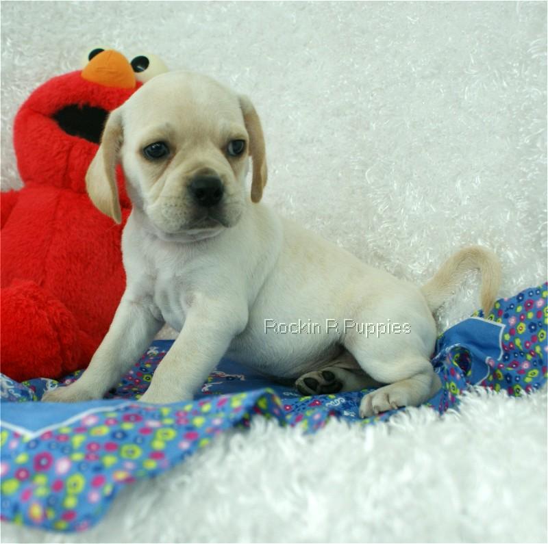 Dylan Puggle: Rockin R Puppies