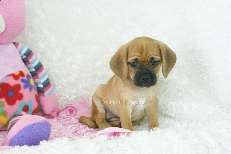 Gavi Puggle: Rockin R Puppies
