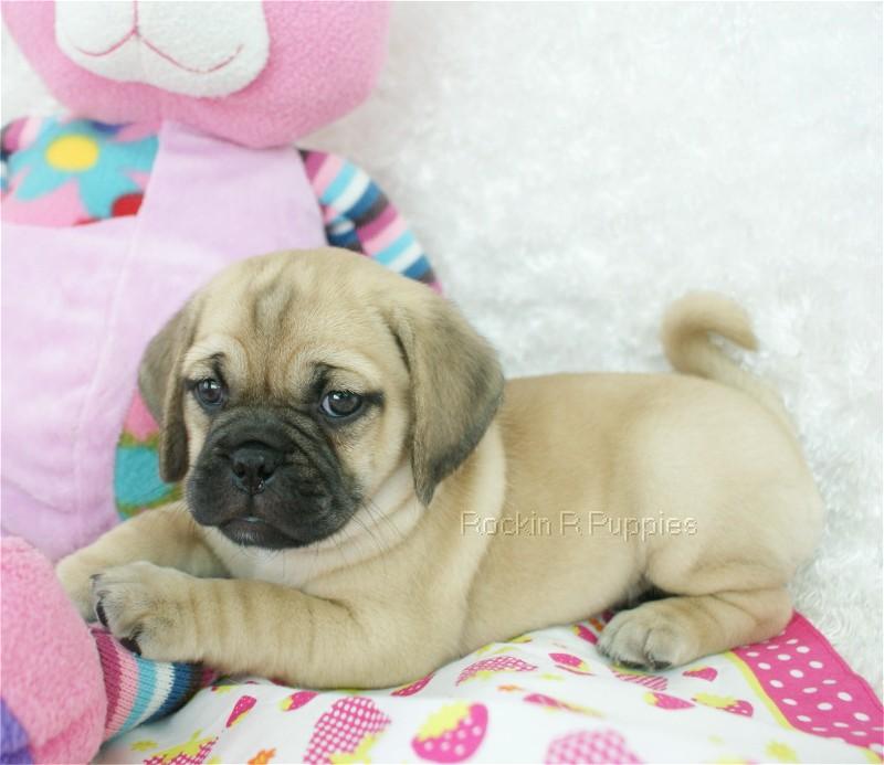 Gema Puggle: Rockin R Puppies
