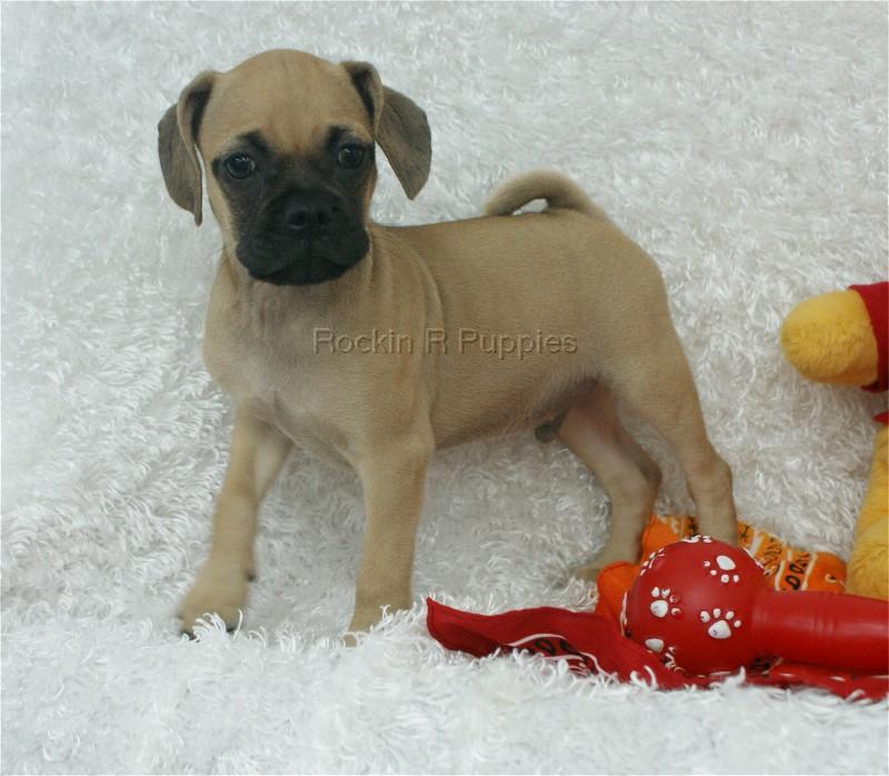 Puggle: Rockin R Puppies