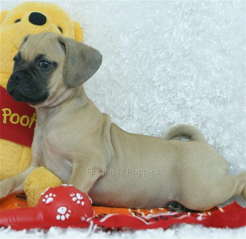 Puggle: Rockin R Puppies
