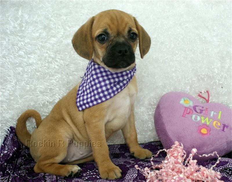 Izzy Puggle: Rockin R Puppies