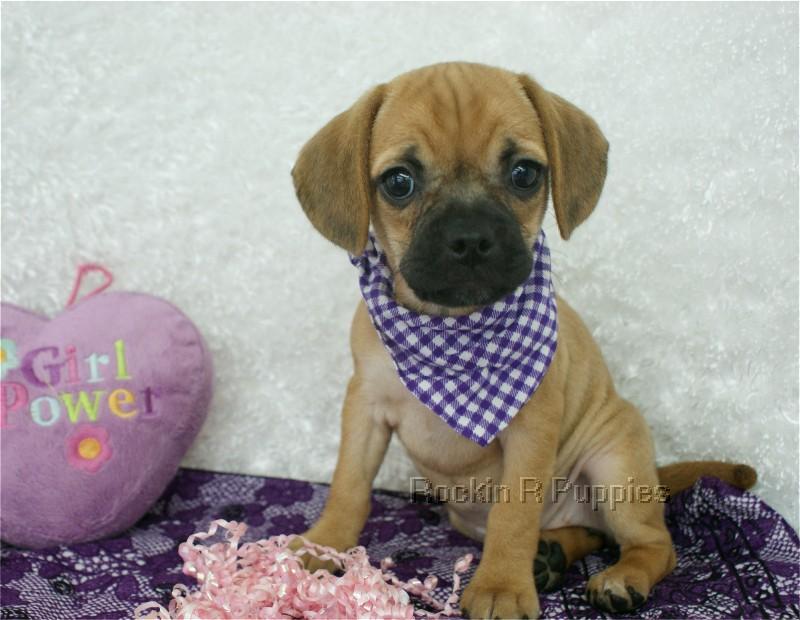 Izzy Puggle: Rockin R Puppies