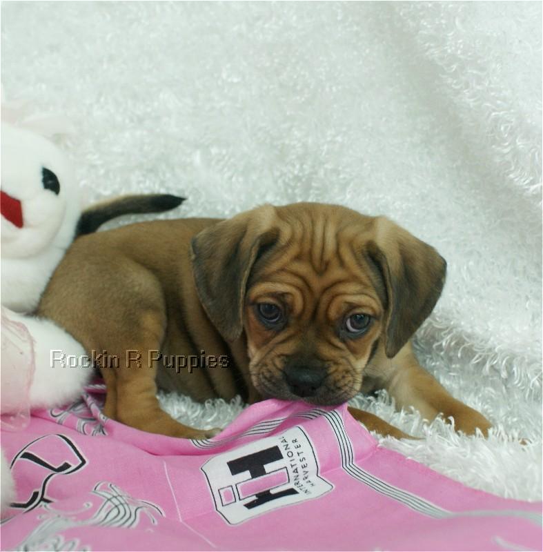 Izzy Puggle: Rockin R Puppies