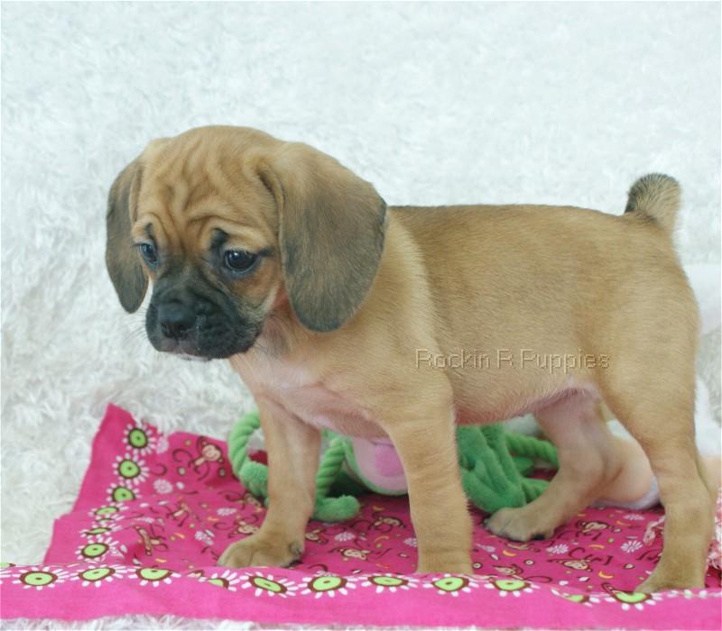 Jane Puggle: Rockin R Puppies
