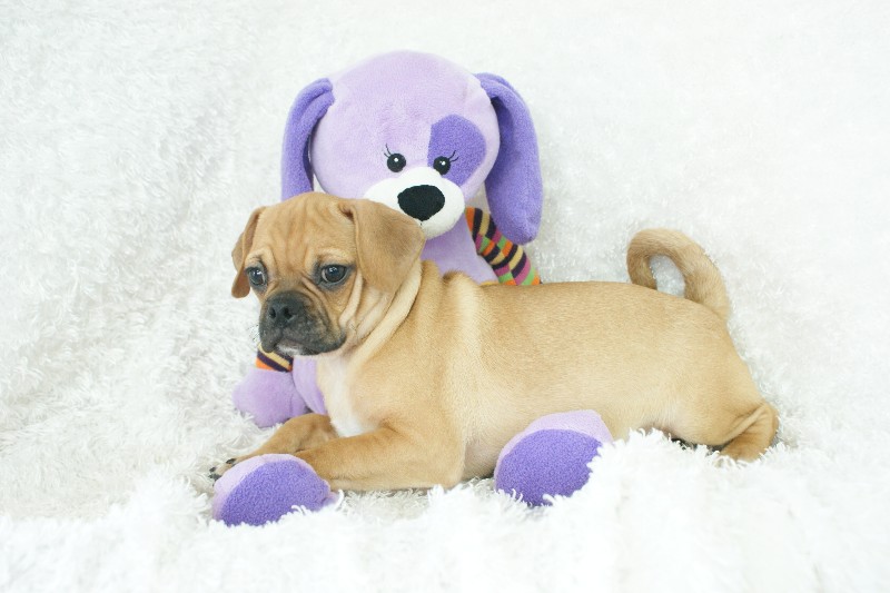 Jingle Puggle: Rockin R Puppies