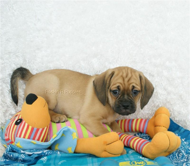 Puggle: Rockin R Puppies