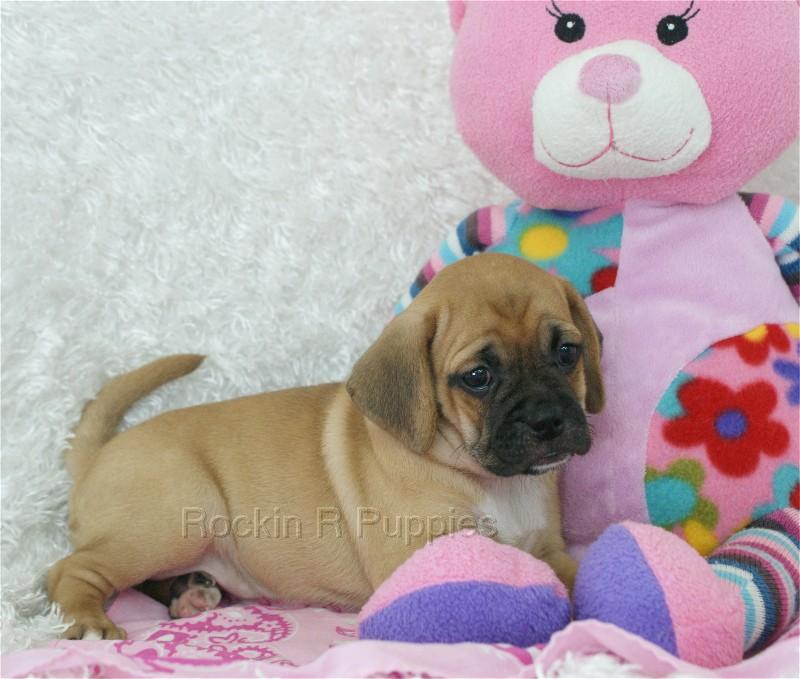 Jodie Puggle: Rockin R Puppies