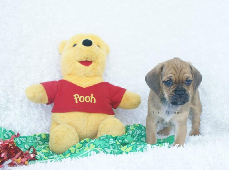 Joey Puggle: Rockin R Puppies