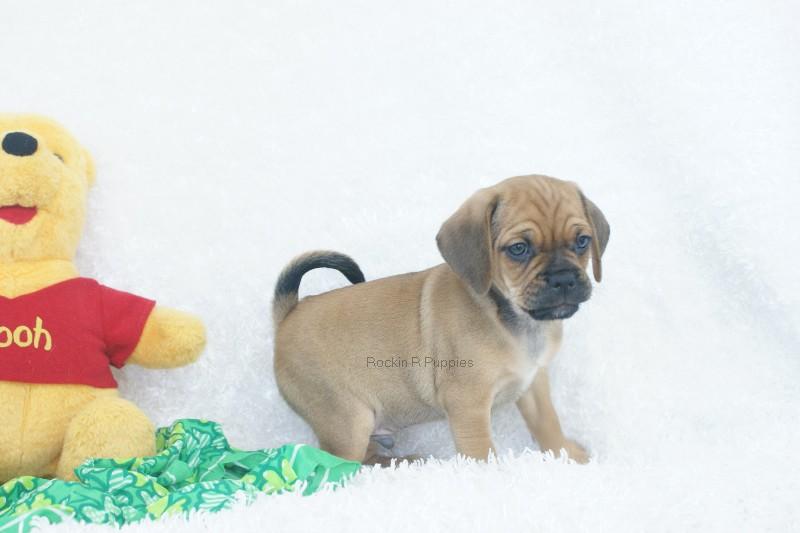 Joey Puggle: Rockin R Puppies