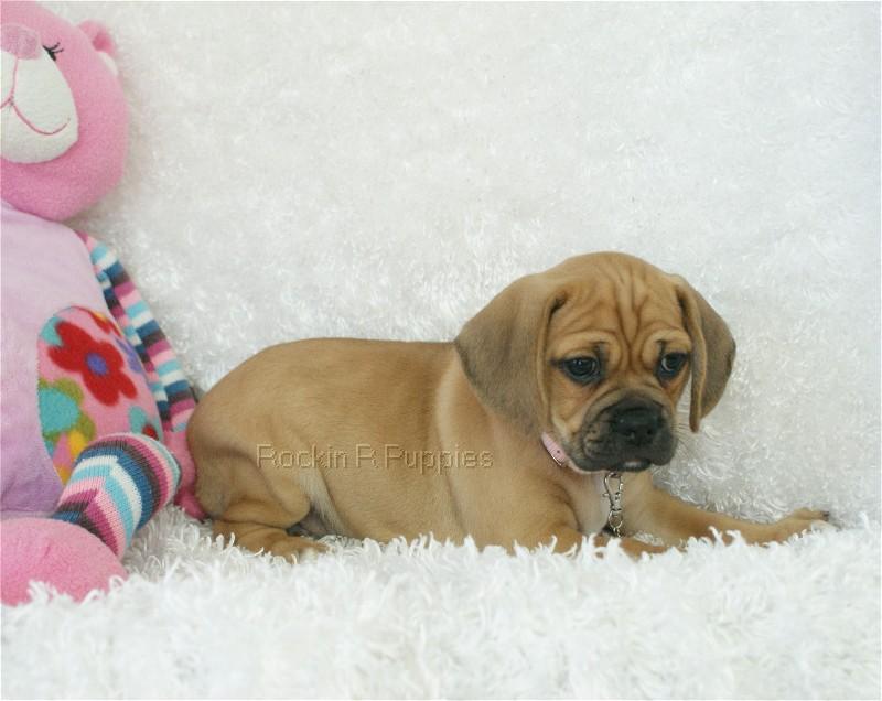 Joslynn Puggle: Rockin R Puppies