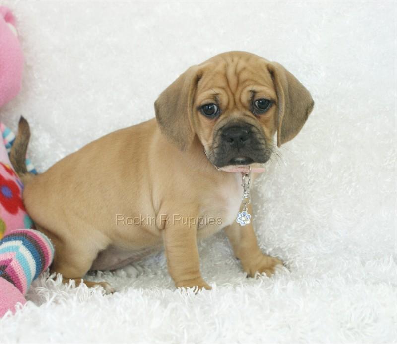 Joslynn Puggle: Rockin R Puppies