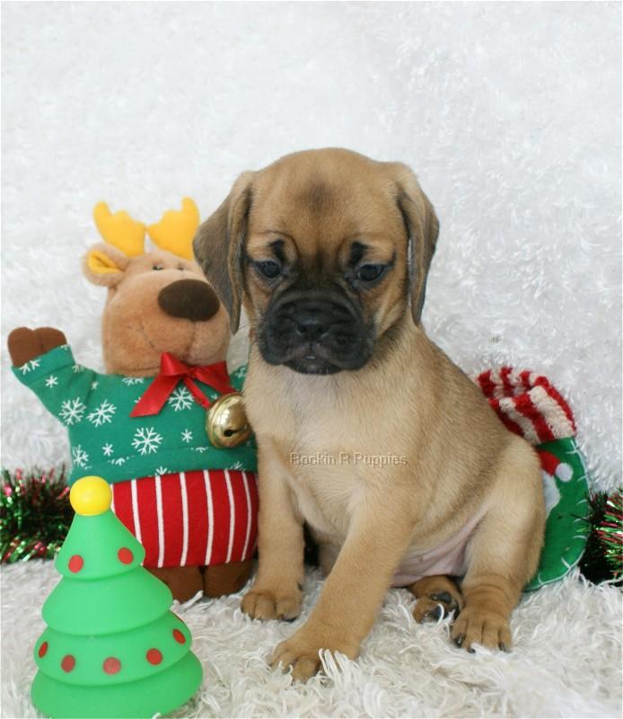 Kelly Puggle: Rockin R Puppies