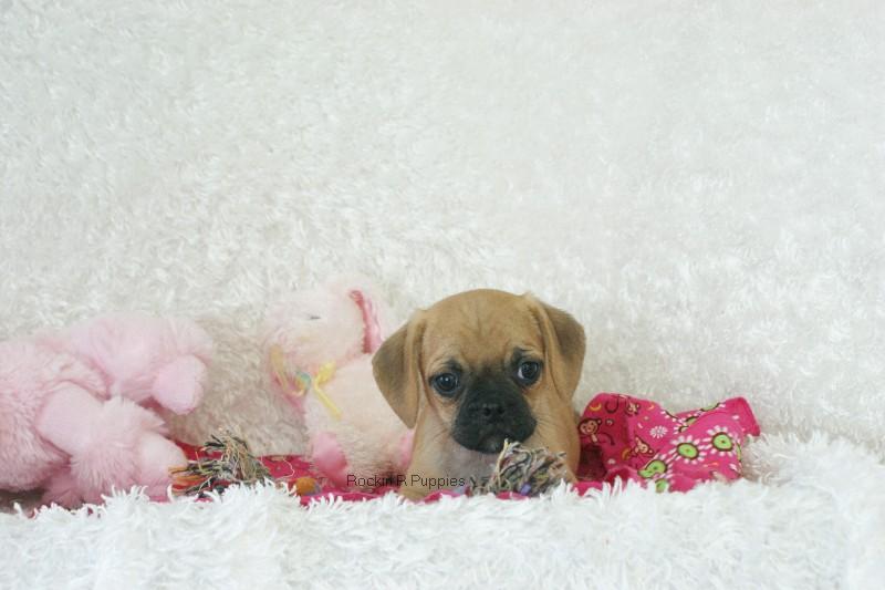 Kiwi Puggle: Rockin R Puppies