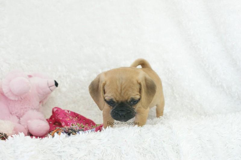 Kiwi Puggle: Rockin R Puppies