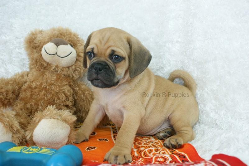 Kody Puggle: Rockin R Puppies