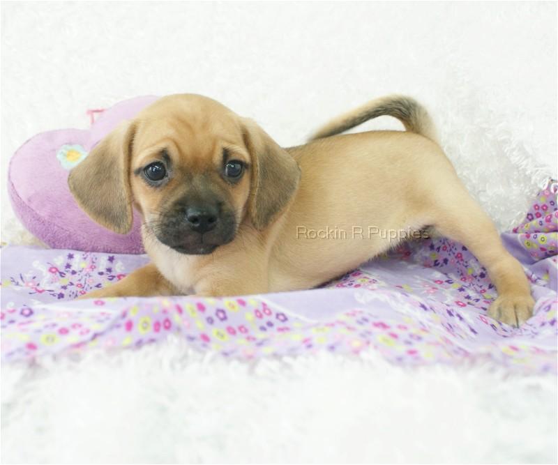 Lilac Puggle: Rockin R Puppies