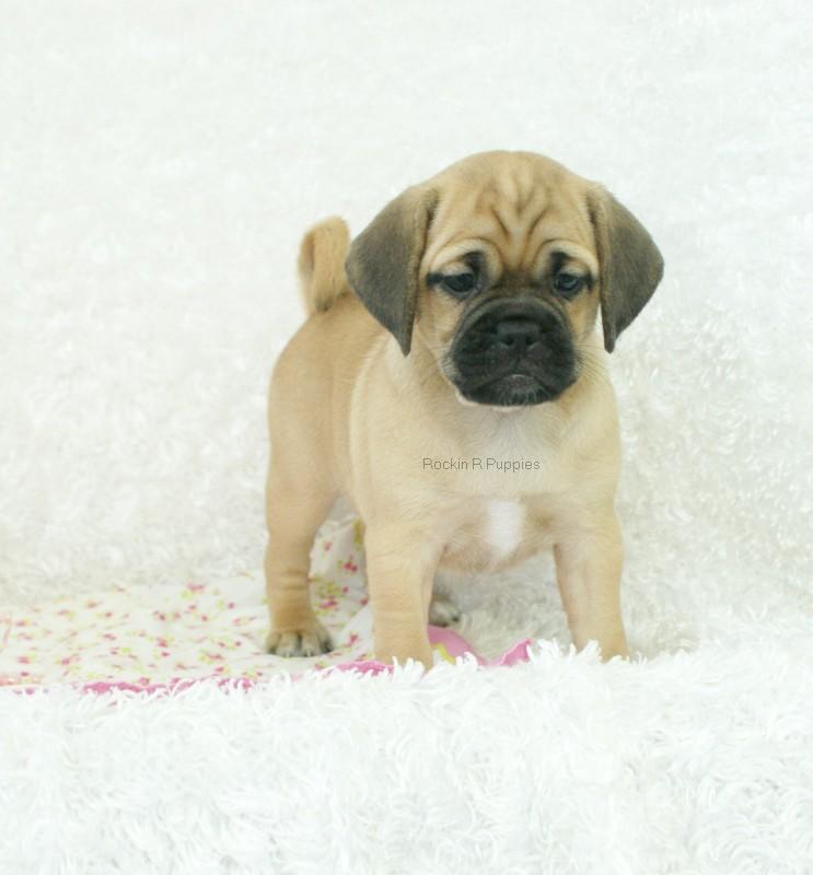 Lizzy Puggle: Rockin R Puppies